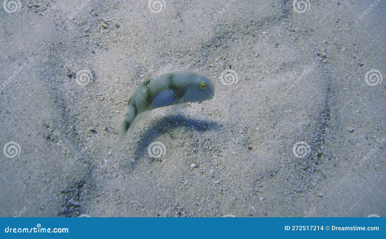 Sand Fish Maldives Underwater Stock Photo - Image of sand, underwater ...