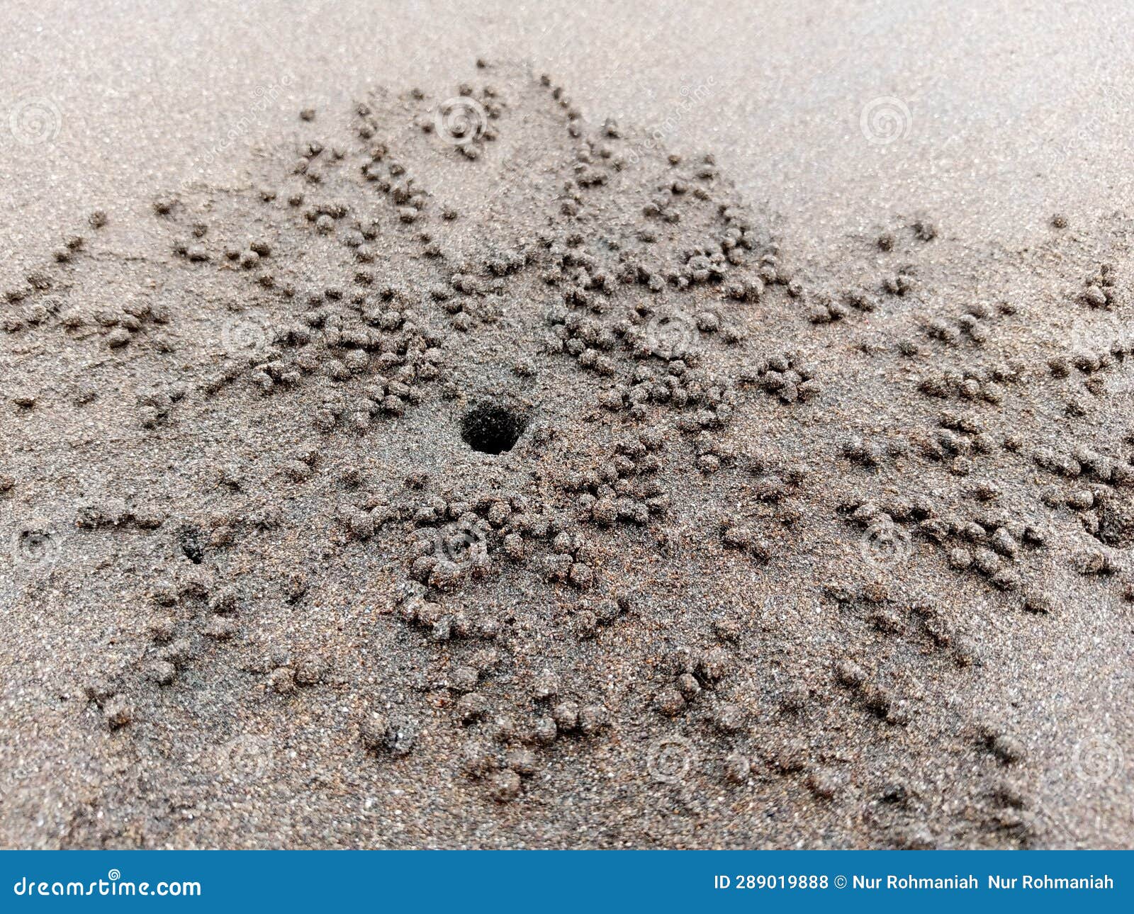 Sand Flea house stock photo. Image of frost, creatures - 289019888