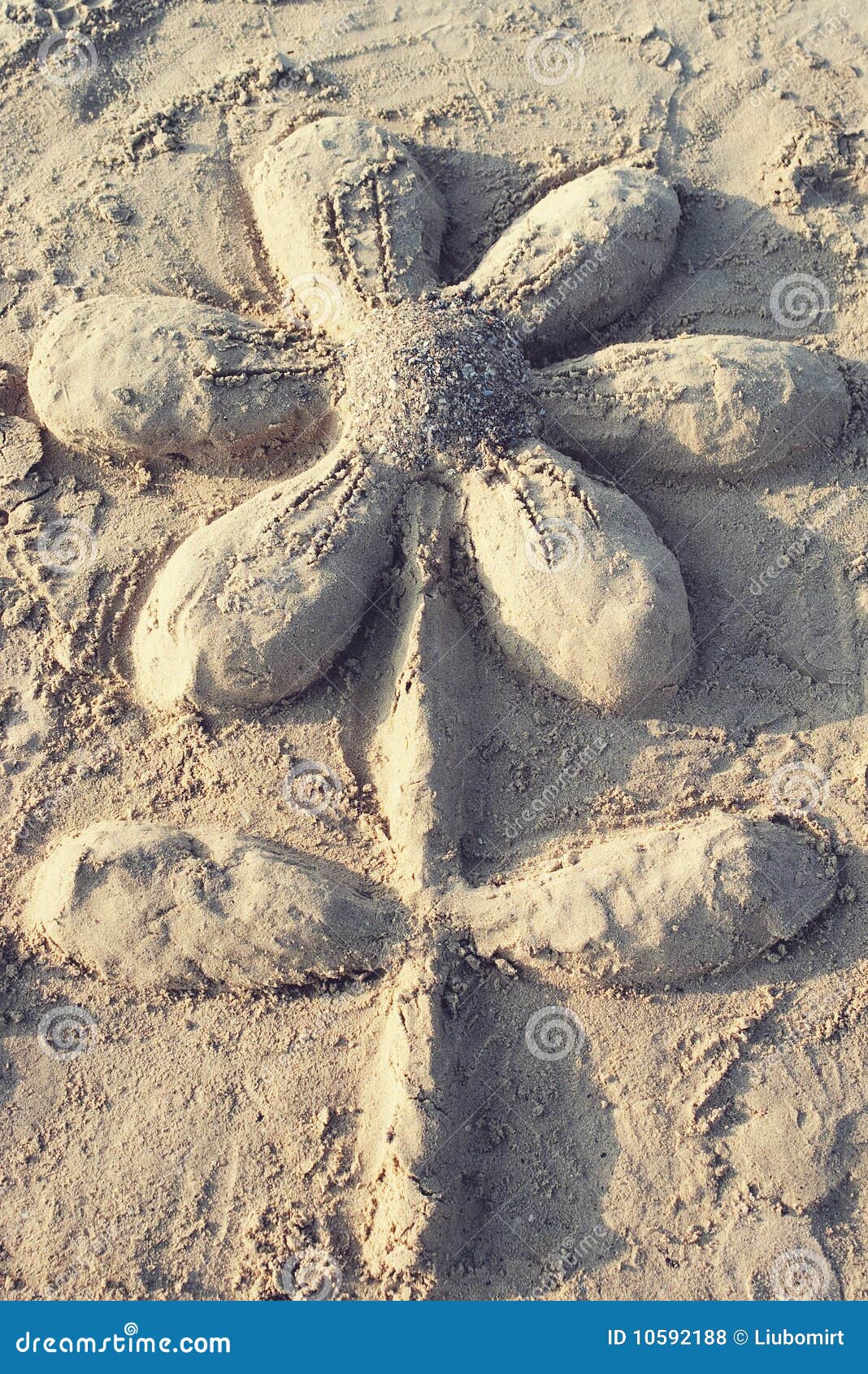 Sand flower stock photo. Image of chamomile, crushed - 10592188