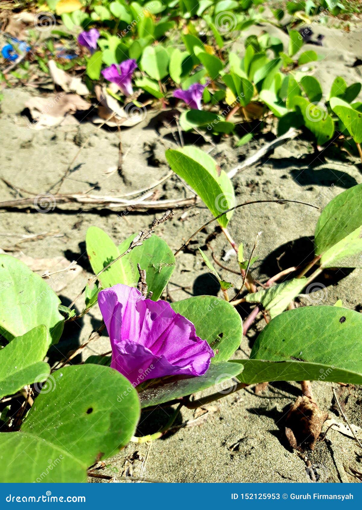 Sand-flower? stock image. Image of flora, flower, sandflower - 152125953