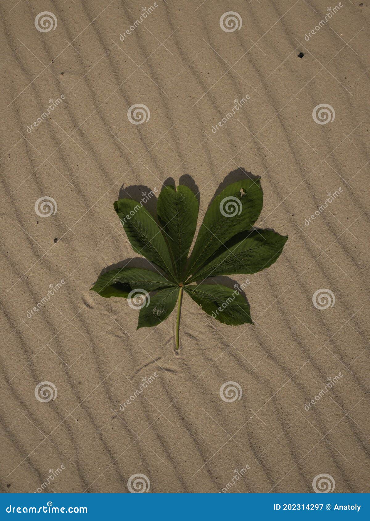 Sand flower stock image. Image of sand, flower - 202314297