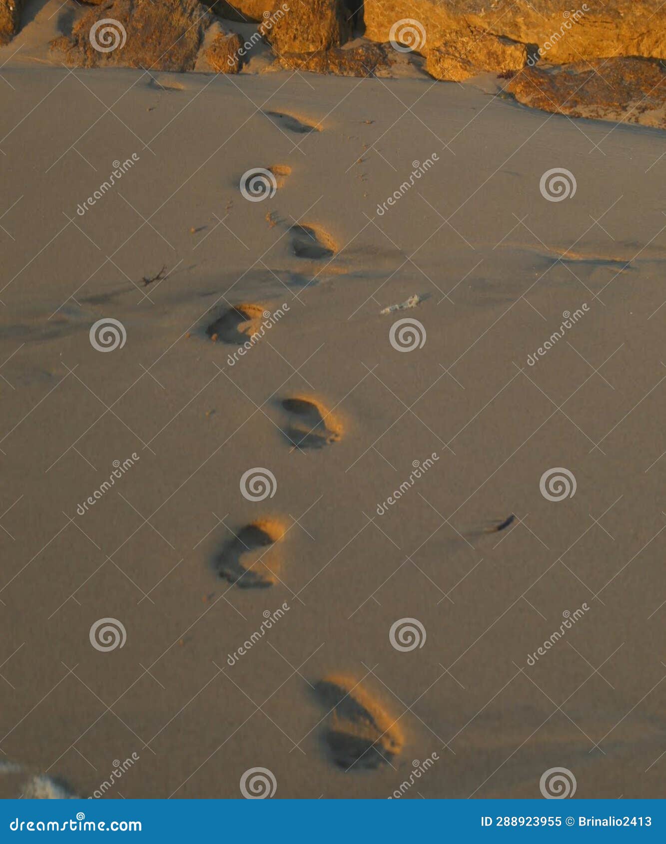 Sand foot print stock image. Image of shore, sand, print - 288923955