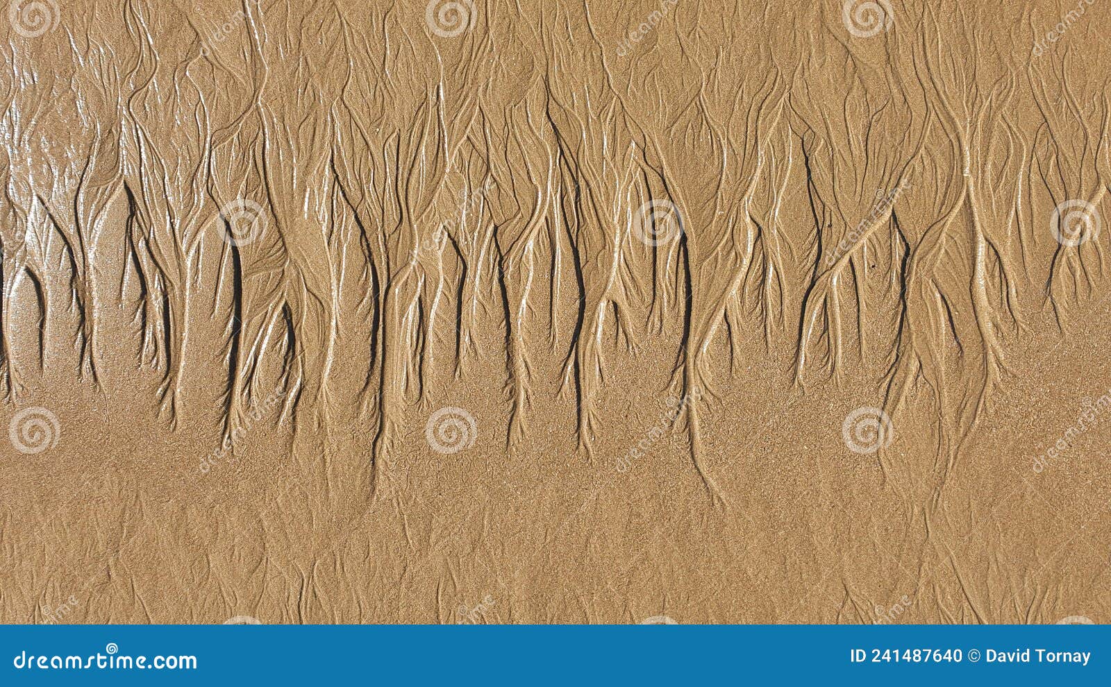 Sand Forming Paths at Low Tide. Stock Photo - Image of sand, forming ...