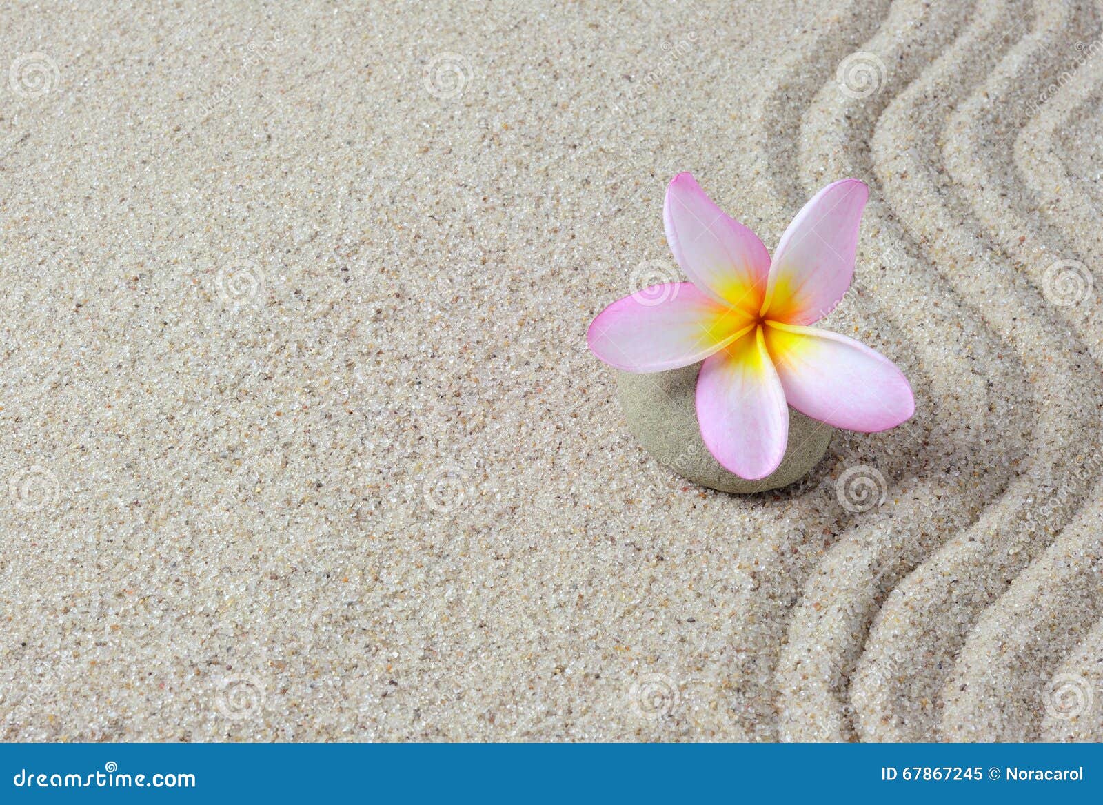 Sand and Frangipani Flower on a Zen Stone Stock Image - Image of rock ...