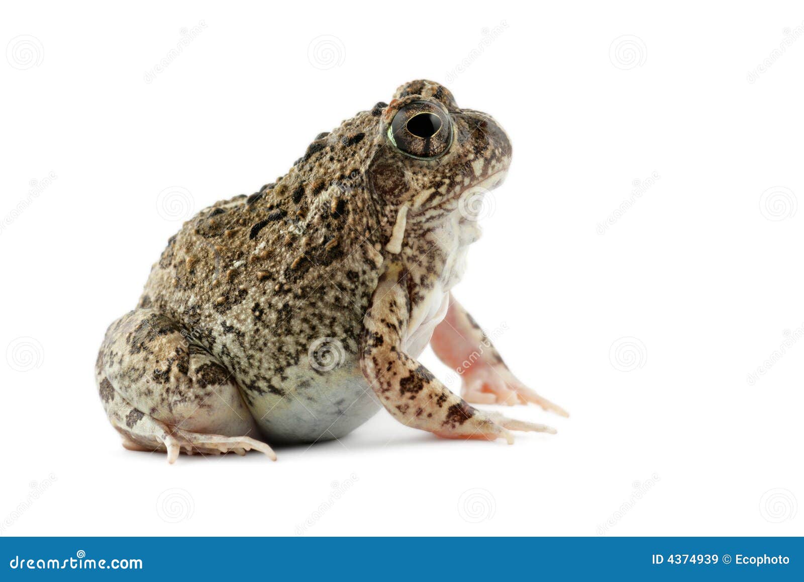 Sand frog stock image. Image of creature, tomopterna, mouth - 4374939