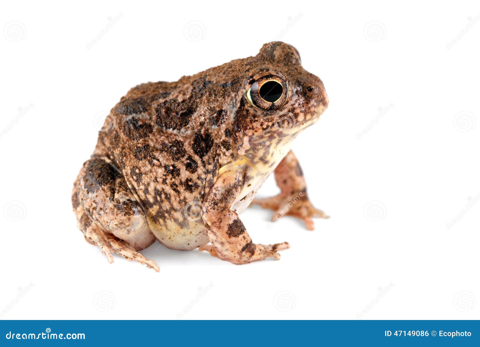 Sand frog stock photo. Image of south, african, slimy - 47149086
