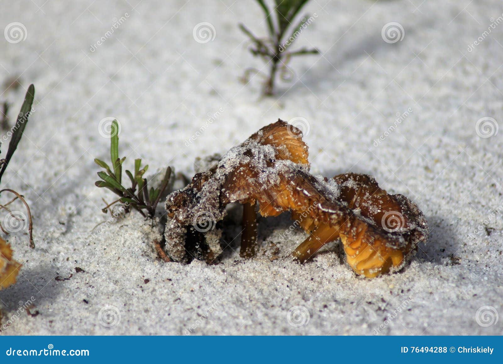 Sand Fungi Growth stock photo. Image of search, weed - 76494288