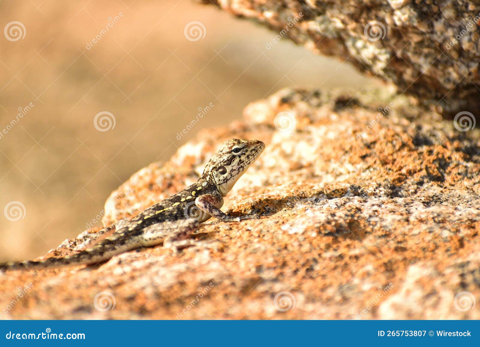 Sand Gecko or Stenodactylus Petrii on a Stone Stock Image - Image of ...