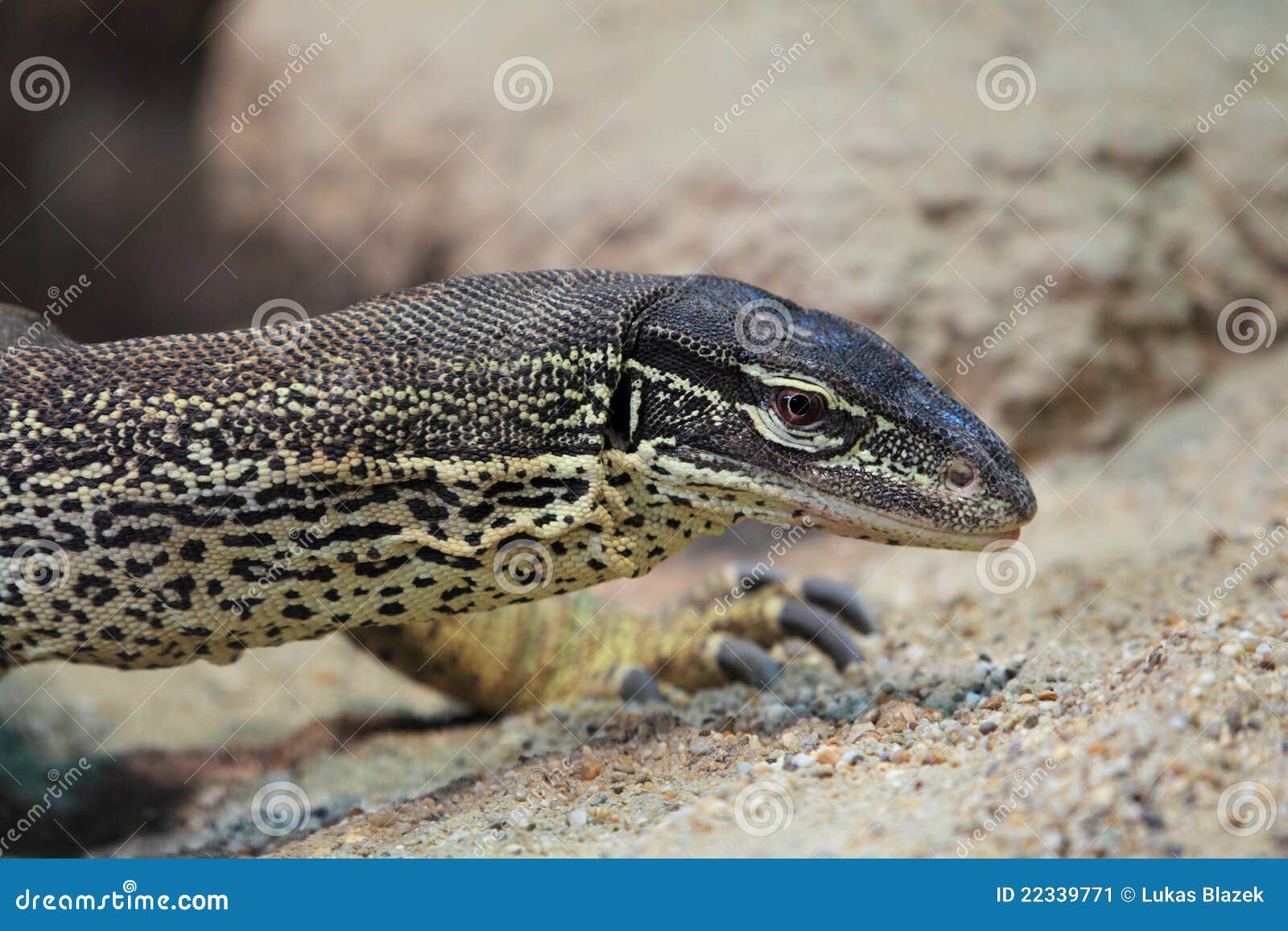 Sand goanna stock image. Image of gould, sand, australian - 22339771