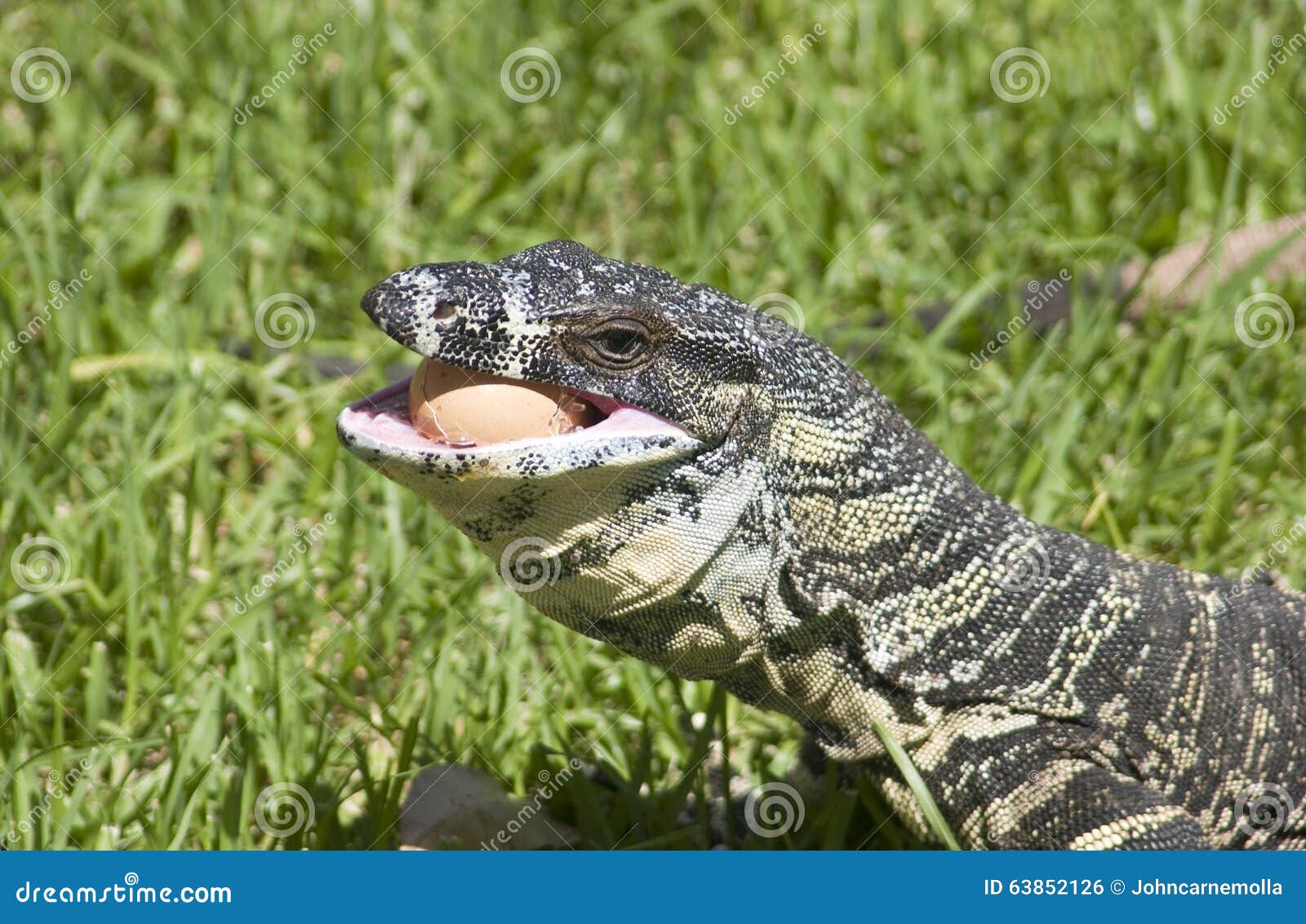 Sand Goanna Royalty-Free Stock Photography | CartoonDealer.com #30478727