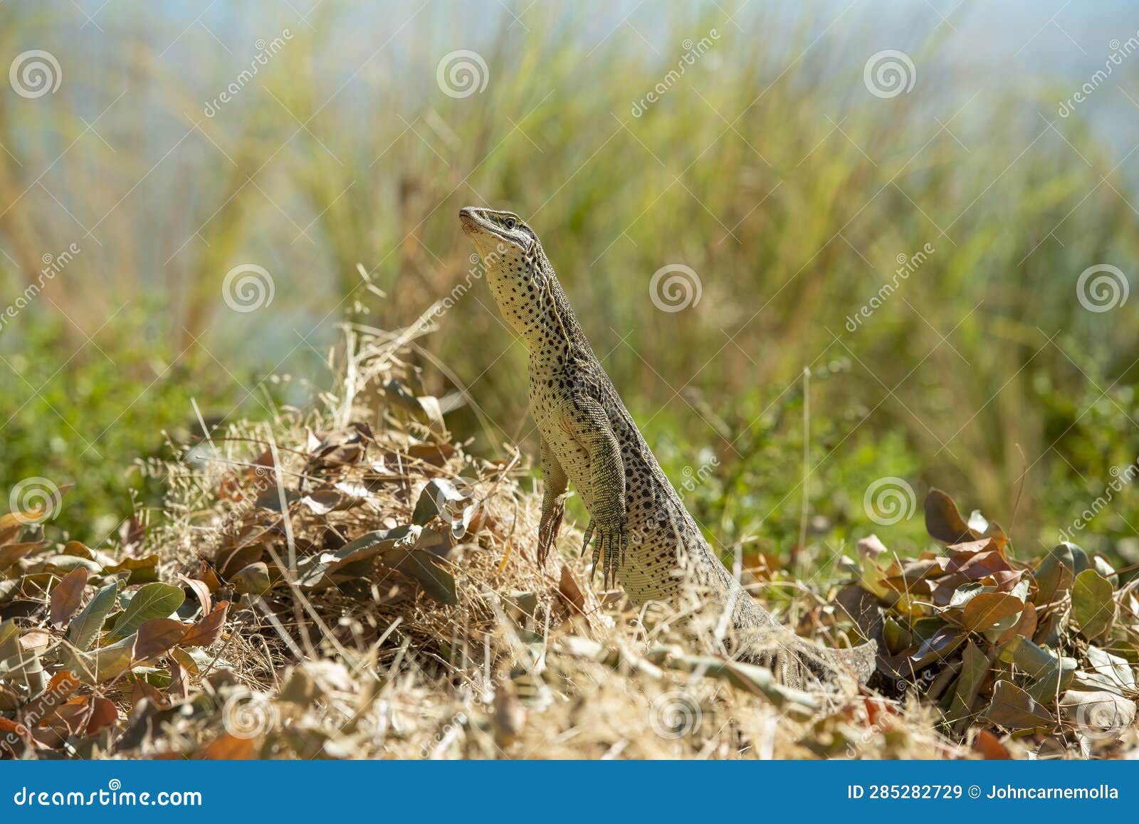 A Sand Goanna in Far North Queensland, Stock Image - Image of lizard ...