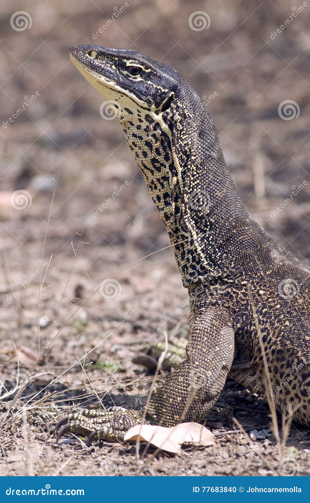 Sand goanna stock photo. Image of reptile, australia - 77683840