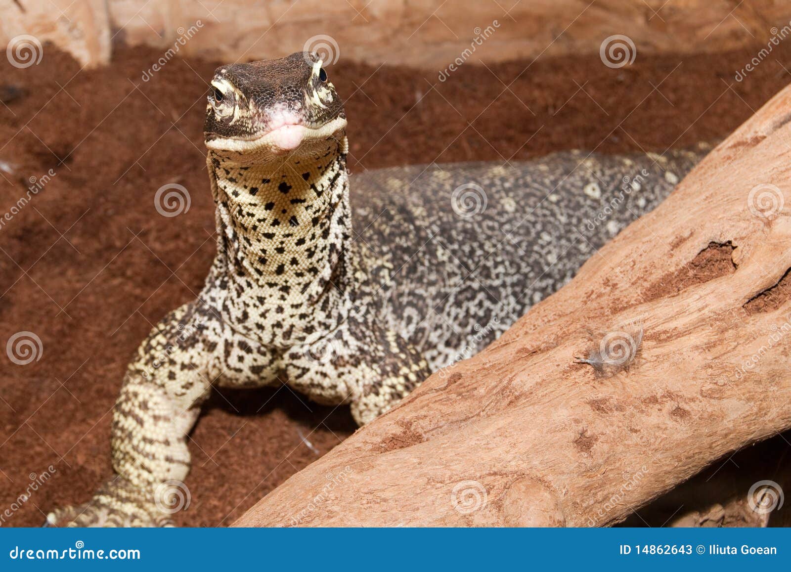 Sand Goanna Portrait stock image. Image of dragon, nature - 14862643