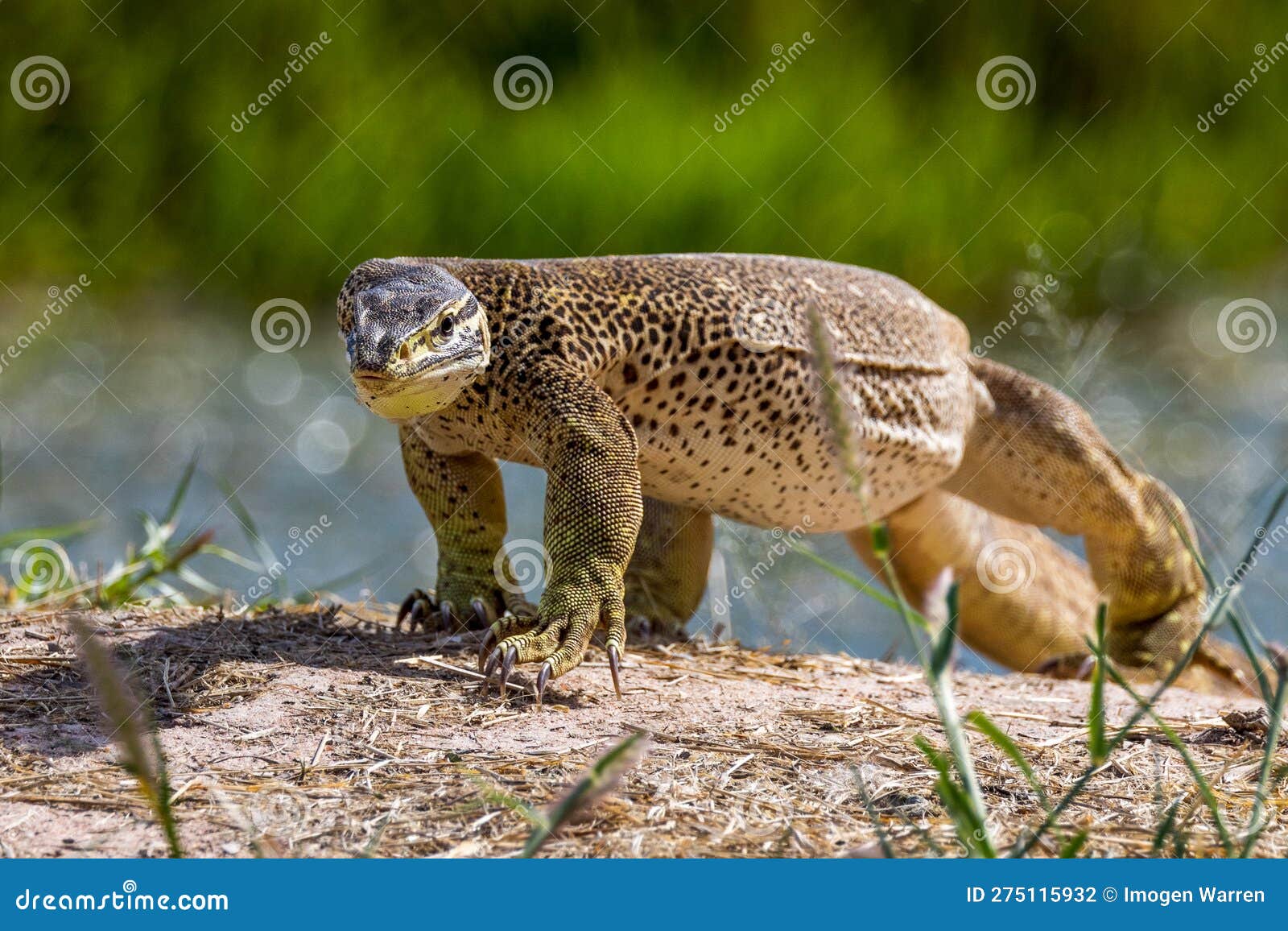 Sand Goanna in Queensland Australia Stock Photo - Image of climate ...