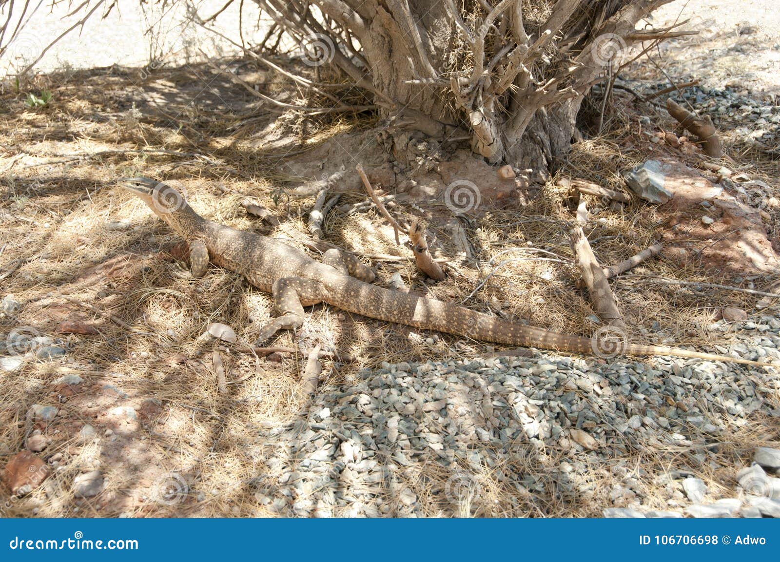 Sand Goanna stock photo. Image of portrait, animal, monitor - 106706698