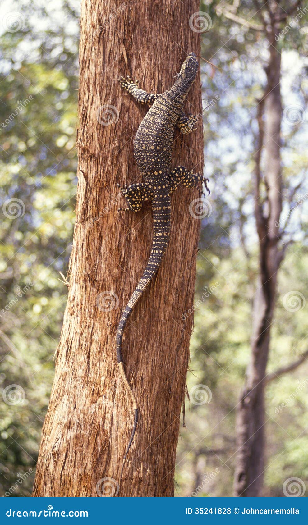 Sand goanna stock photo. Image of lizard, climbing, reptile - 35241828