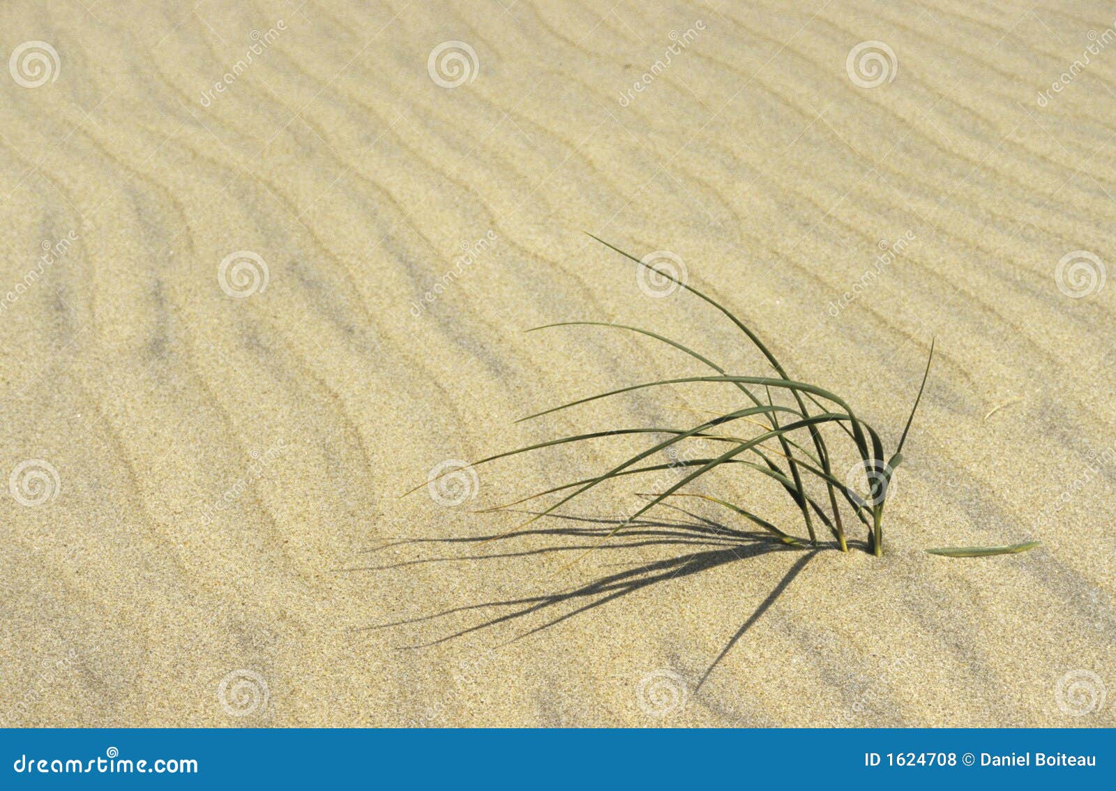 Sand grass stock photo. Image of oasis, desert, sprout - 1624708