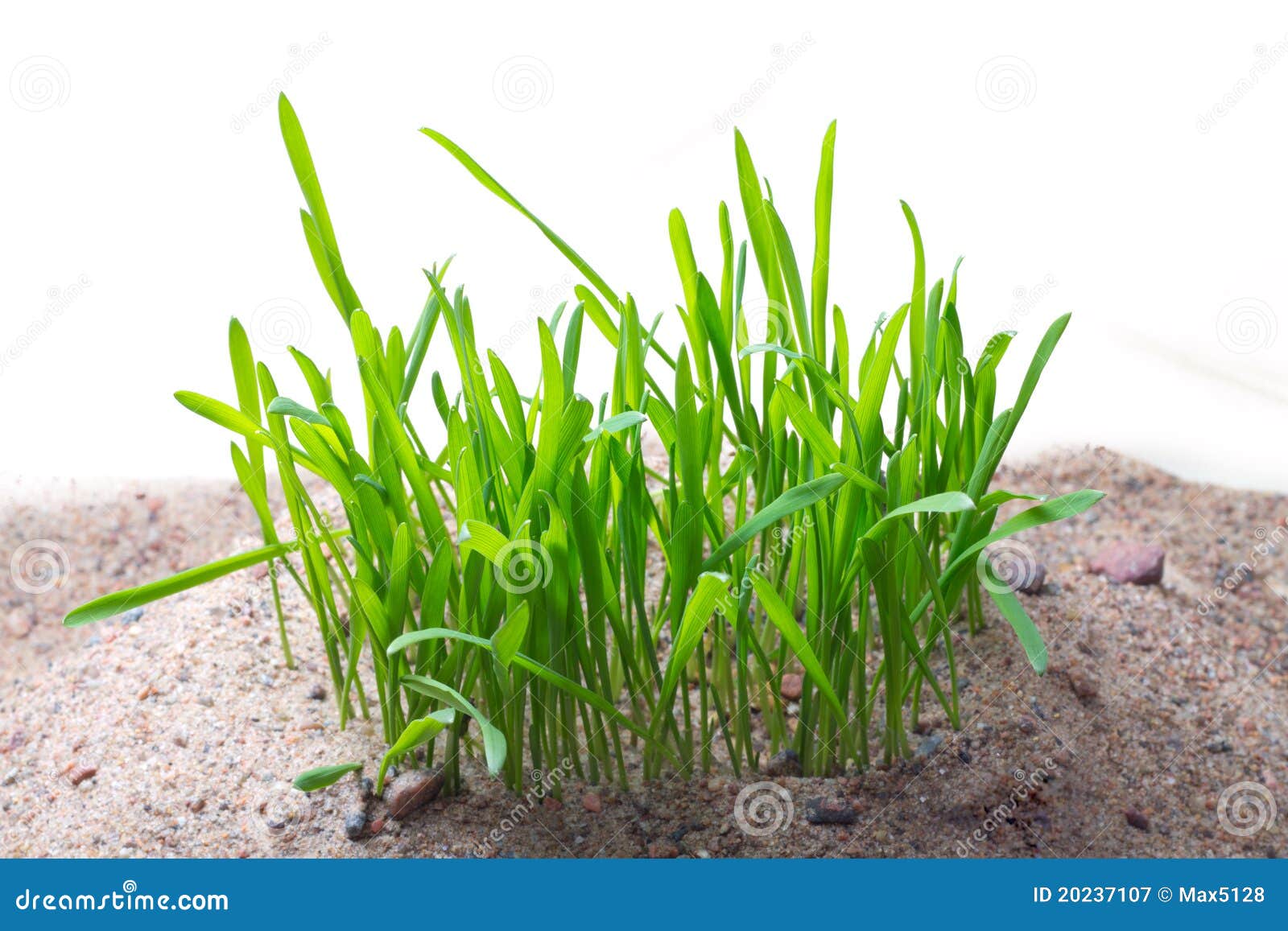 Sand grass 2 stock image. Image of dunes, arid, scenic - 20237107