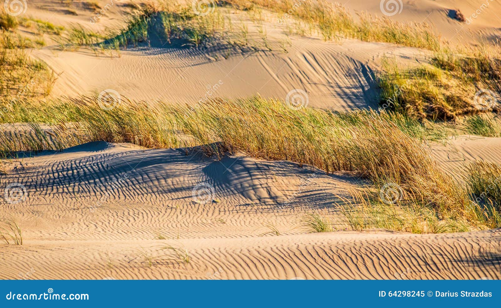 Sand and grass stock image. Image of sand, naglis, reserve - 64298245