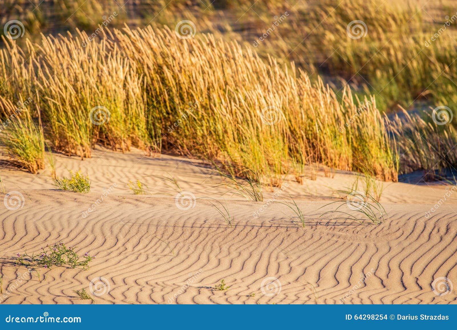 Sand and grass stock photo. Image of quicksand, climate - 64298254
