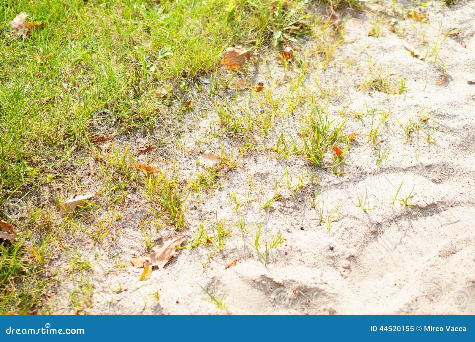 Sand and grass stock image. Image of sand, sunny, green - 44520155