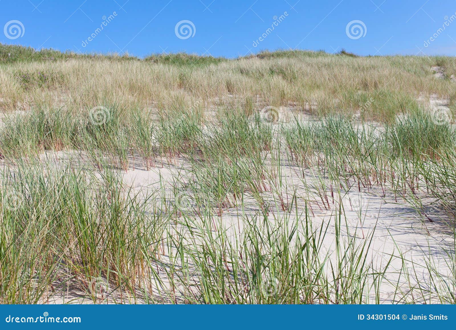 Sand and grass. stock photo. Image of north, sandy, tourism - 34301504