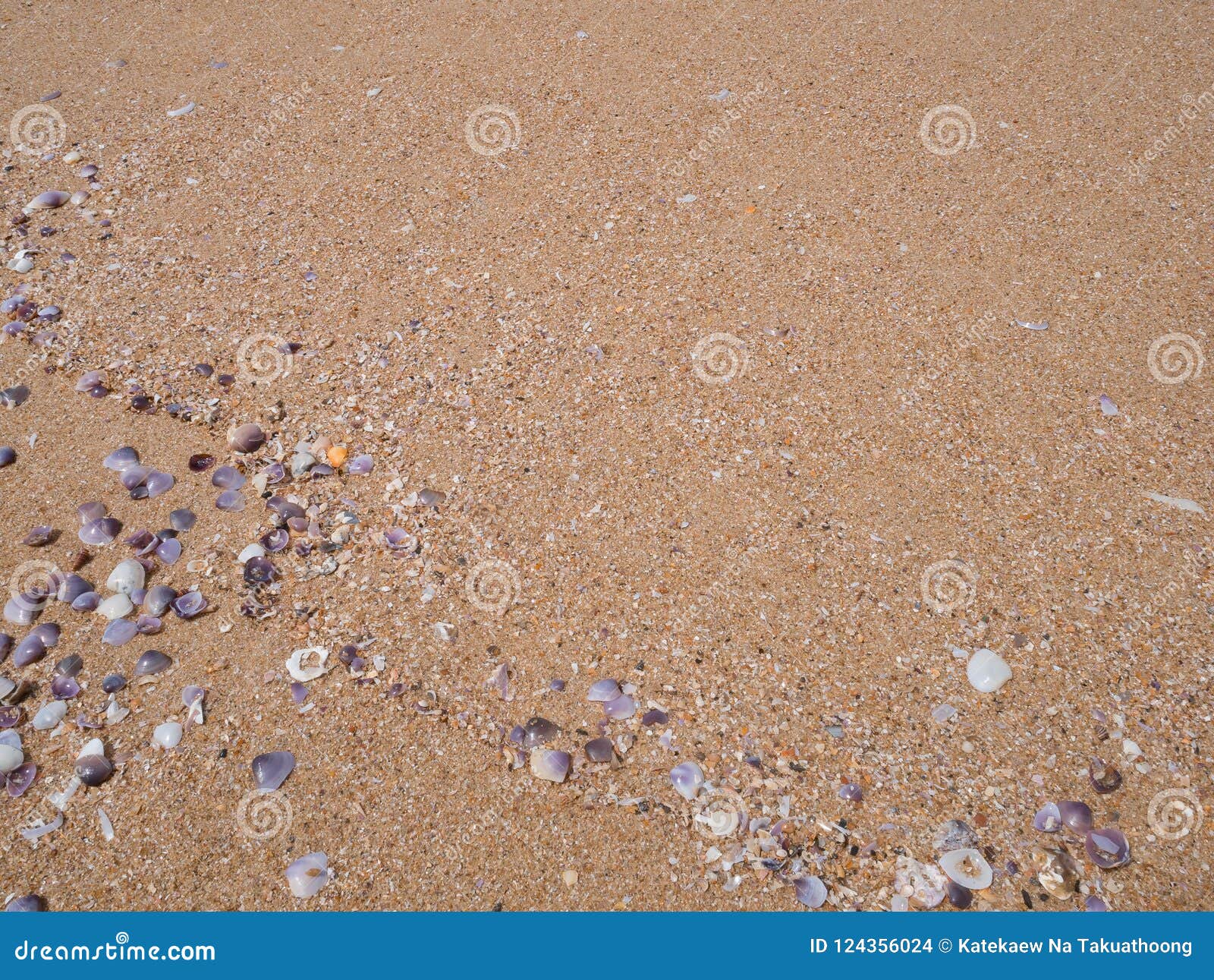 Sand Ground Floor and Seashell Stock Photo - Image of pebble, closeup ...