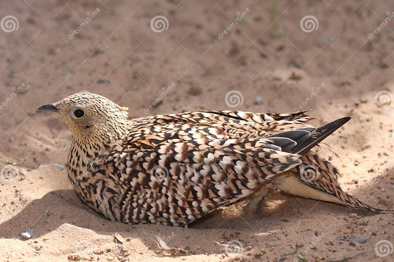 Sand Grouse Bird stock photo. Image of feathers, grouse - 13853846