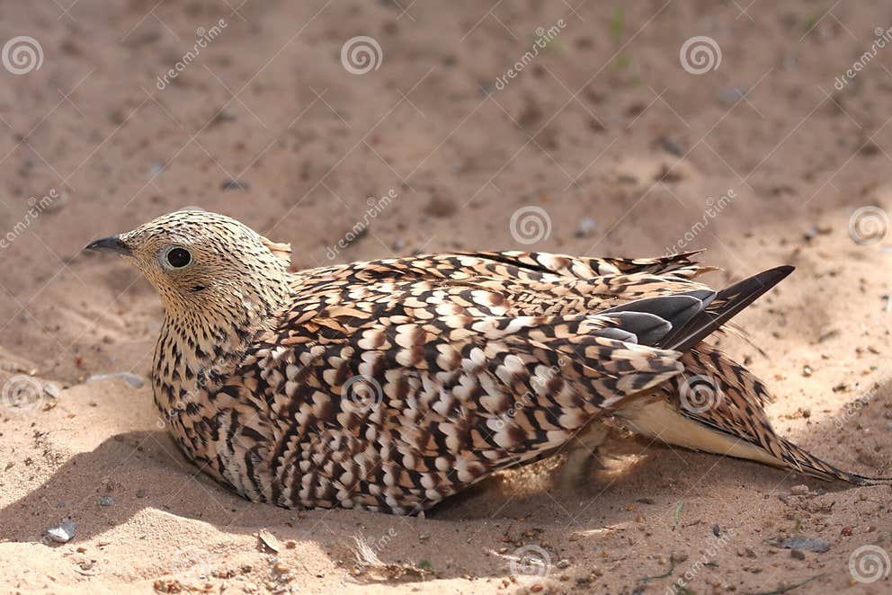 Sand Grouse Bird stock photo. Image of feathers, grouse - 13853846