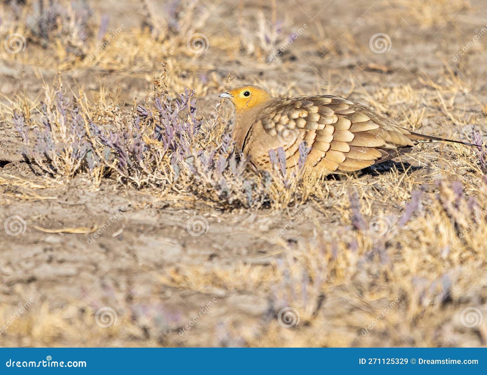 A Sand Grouse resting stock image. Image of winter, natural - 271125329
