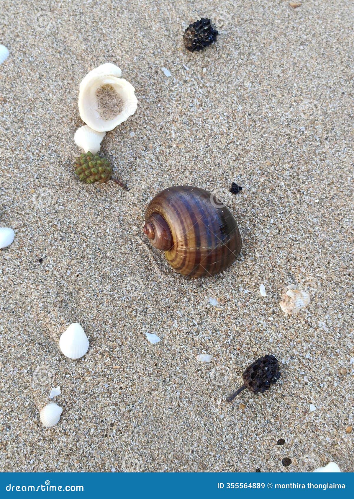 A Set Of Shells Of Different Shapes And Colors On A White Background ...