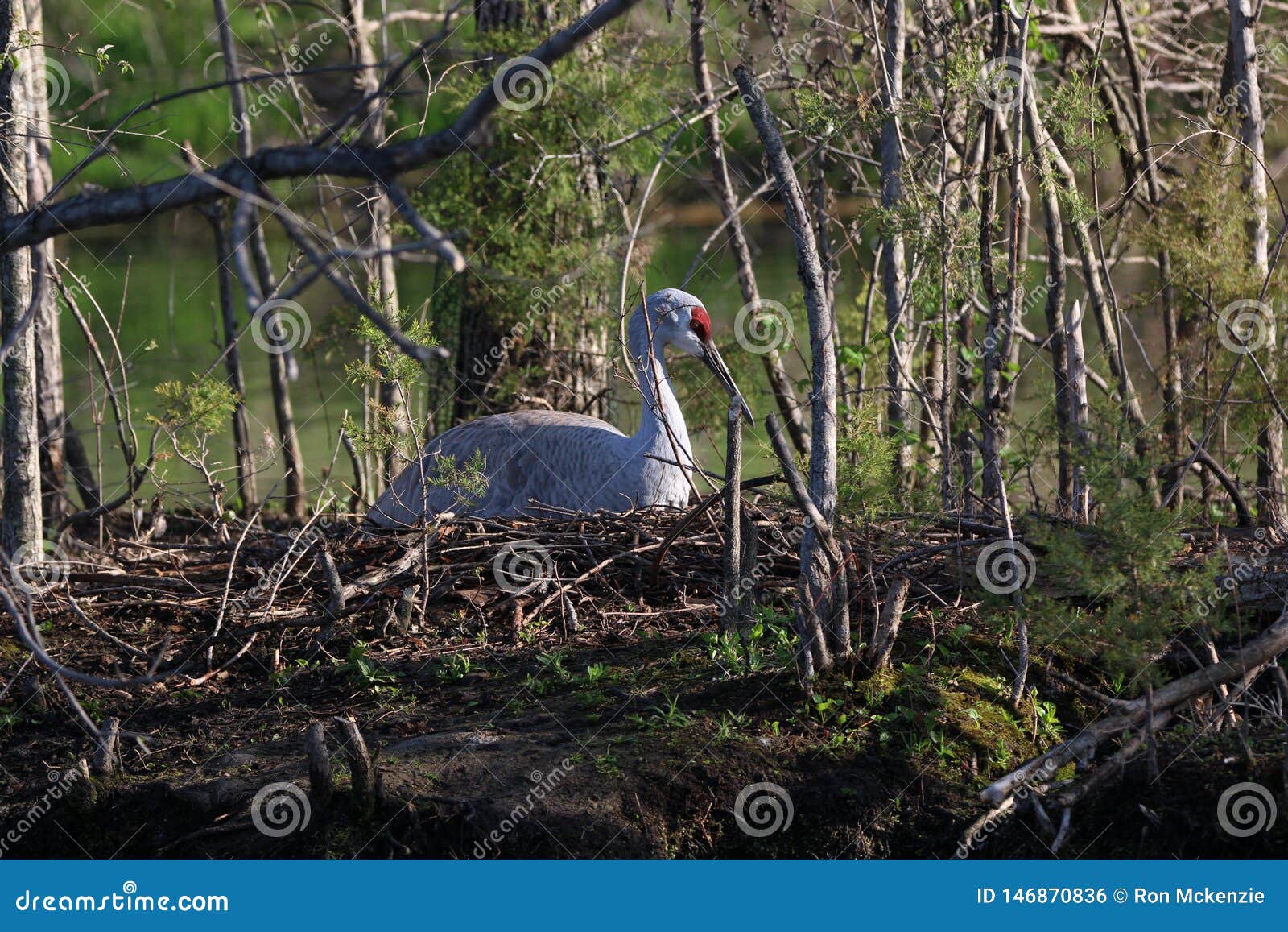 Sand Hills Crane Nesting stock photo. Image of grus - 146870836