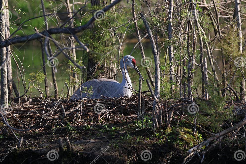 Sand Hills Crane Nesting stock photo. Image of grus - 146870836
