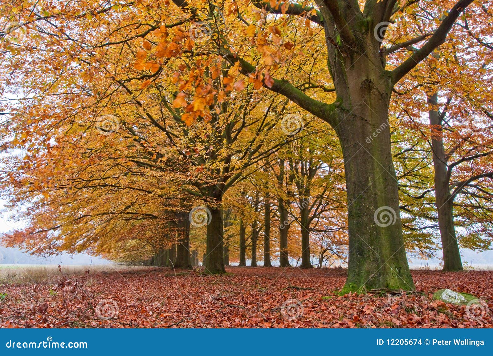 Sand Lane with Trees in Autumn Stock Photo - Image of fall, forest ...