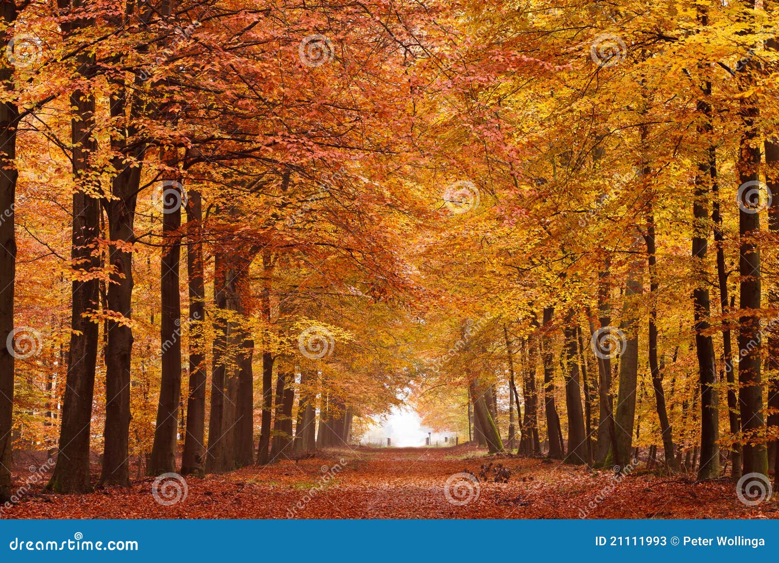 Sand Lane with Trees in Autumn Stock Image - Image of holland, scenery ...
