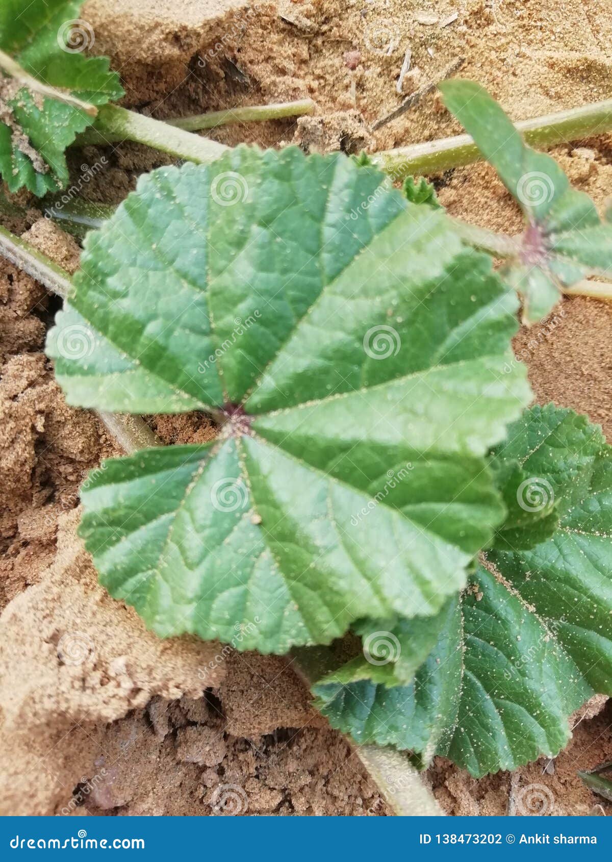 Sand and leaf stock photo. Image of sand, brownie, green - 138473202