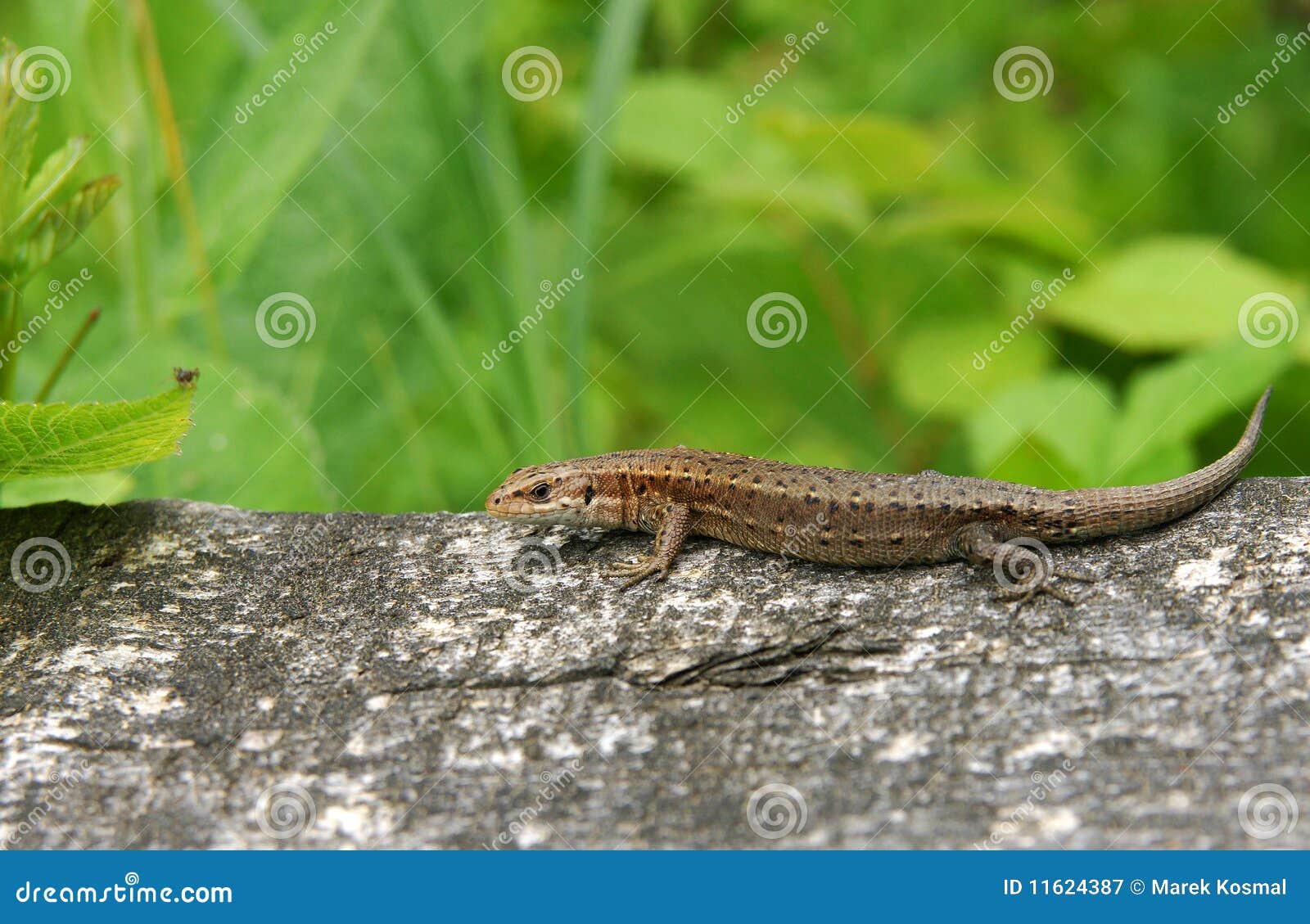 Sand lizard stock image. Image of wildlife, environment - 11624387