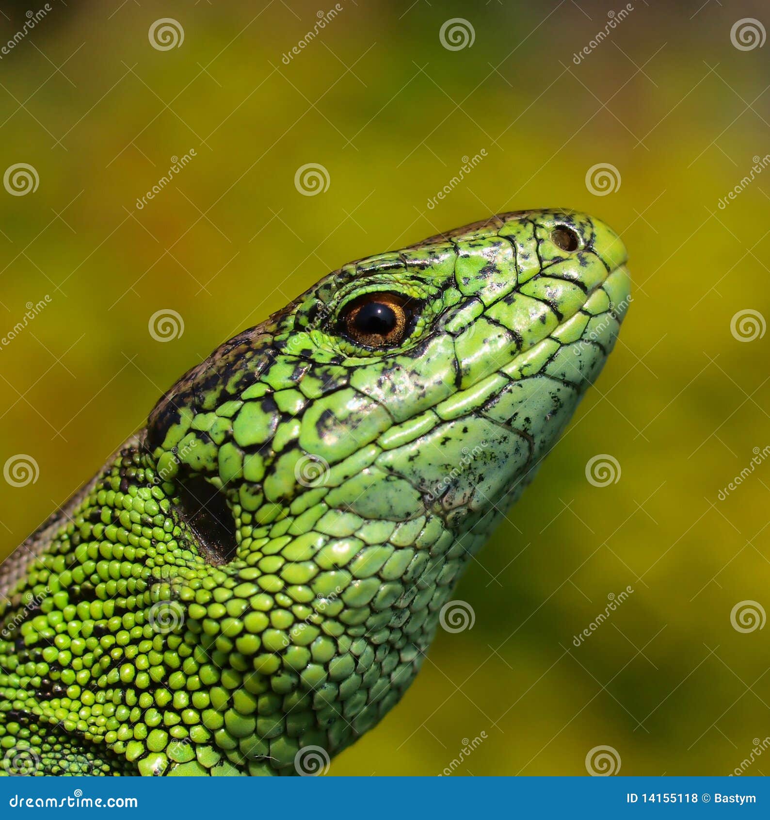 Sand Lizard Eats Earthworms Stock Photography | CartoonDealer.com #57108968
