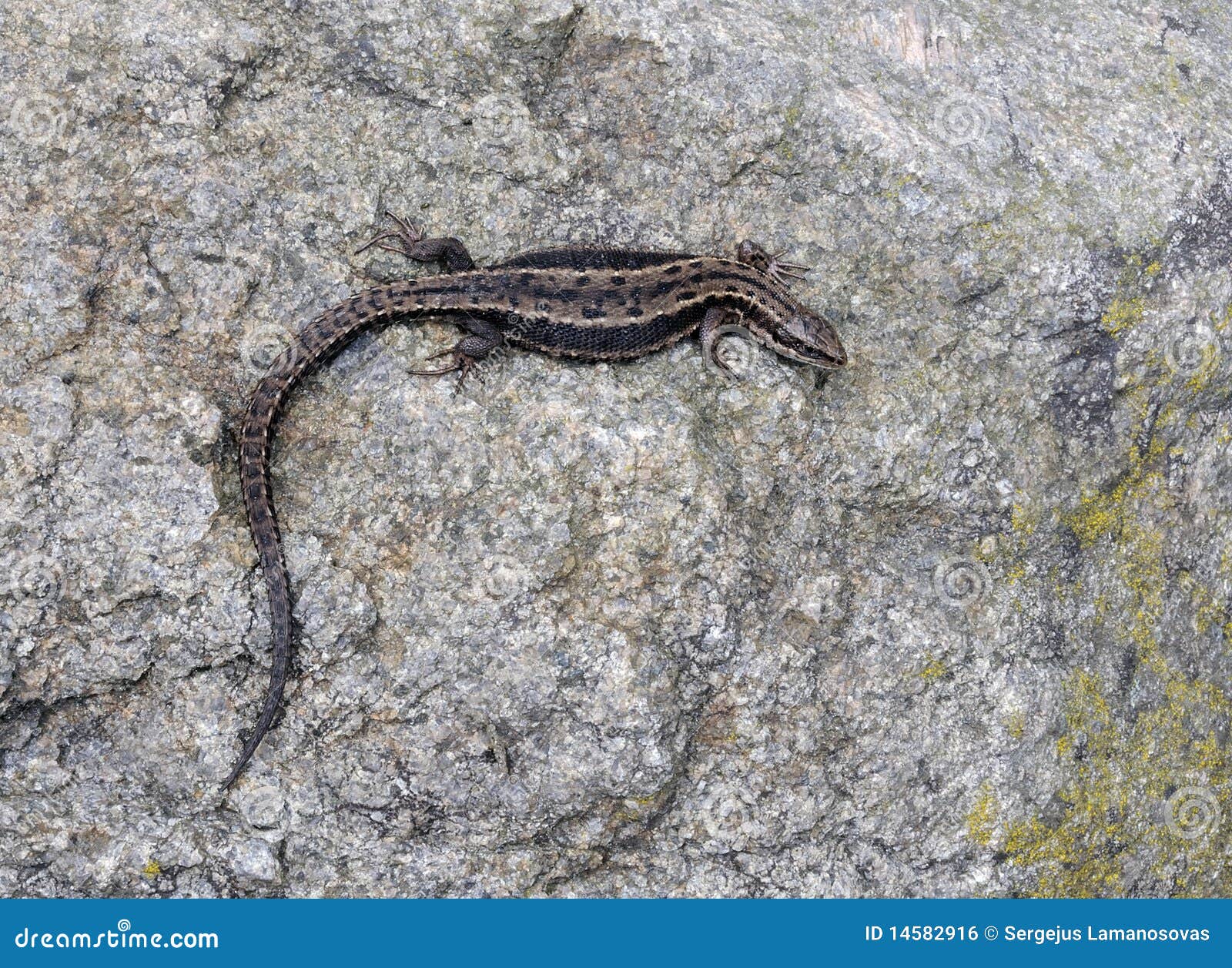 The Sand Lizard stock photo. Image of bacground, reptile - 14582916