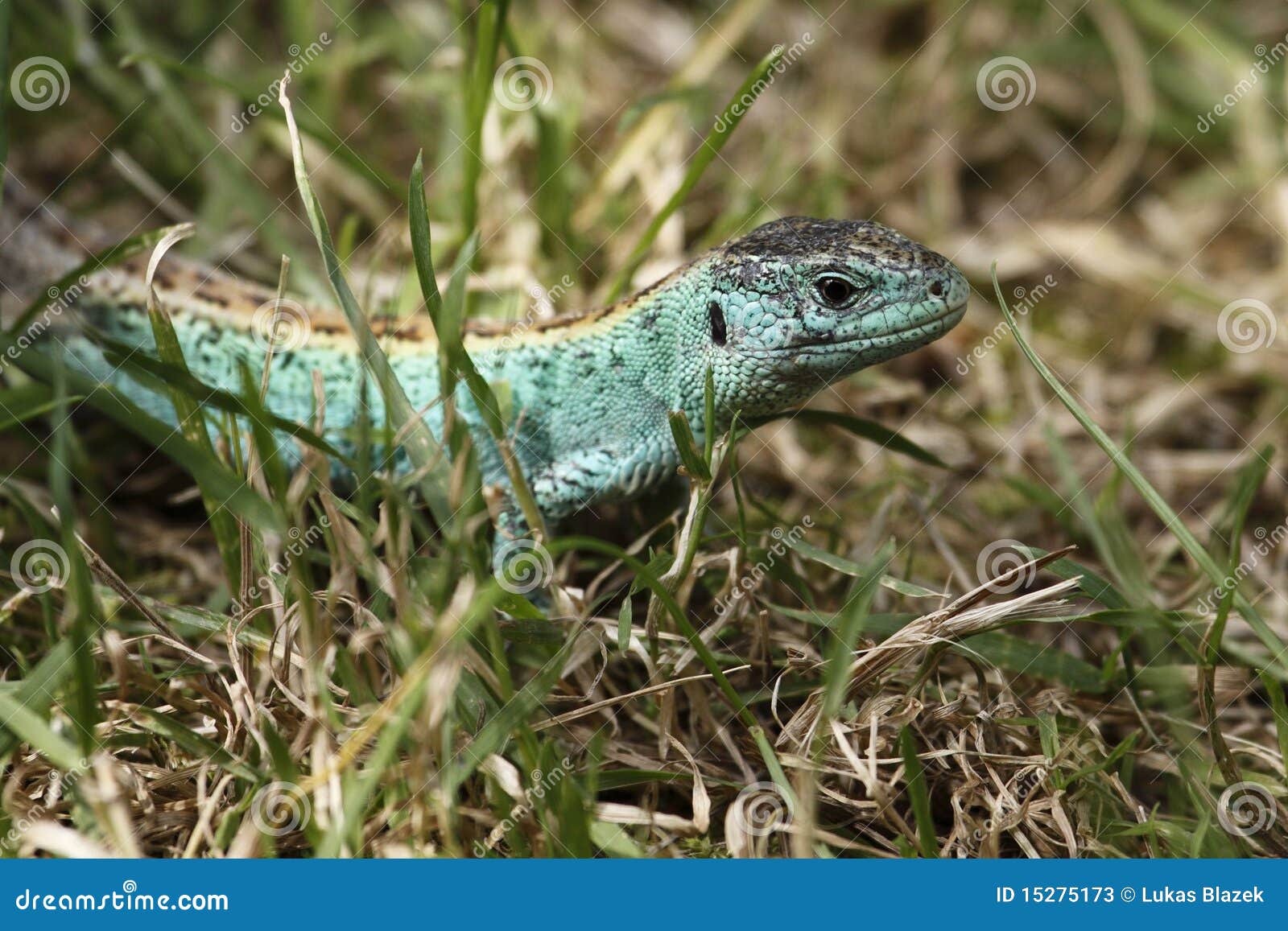 Sand lizard stock image. Image of lacertid, wild, lizard - 15275173