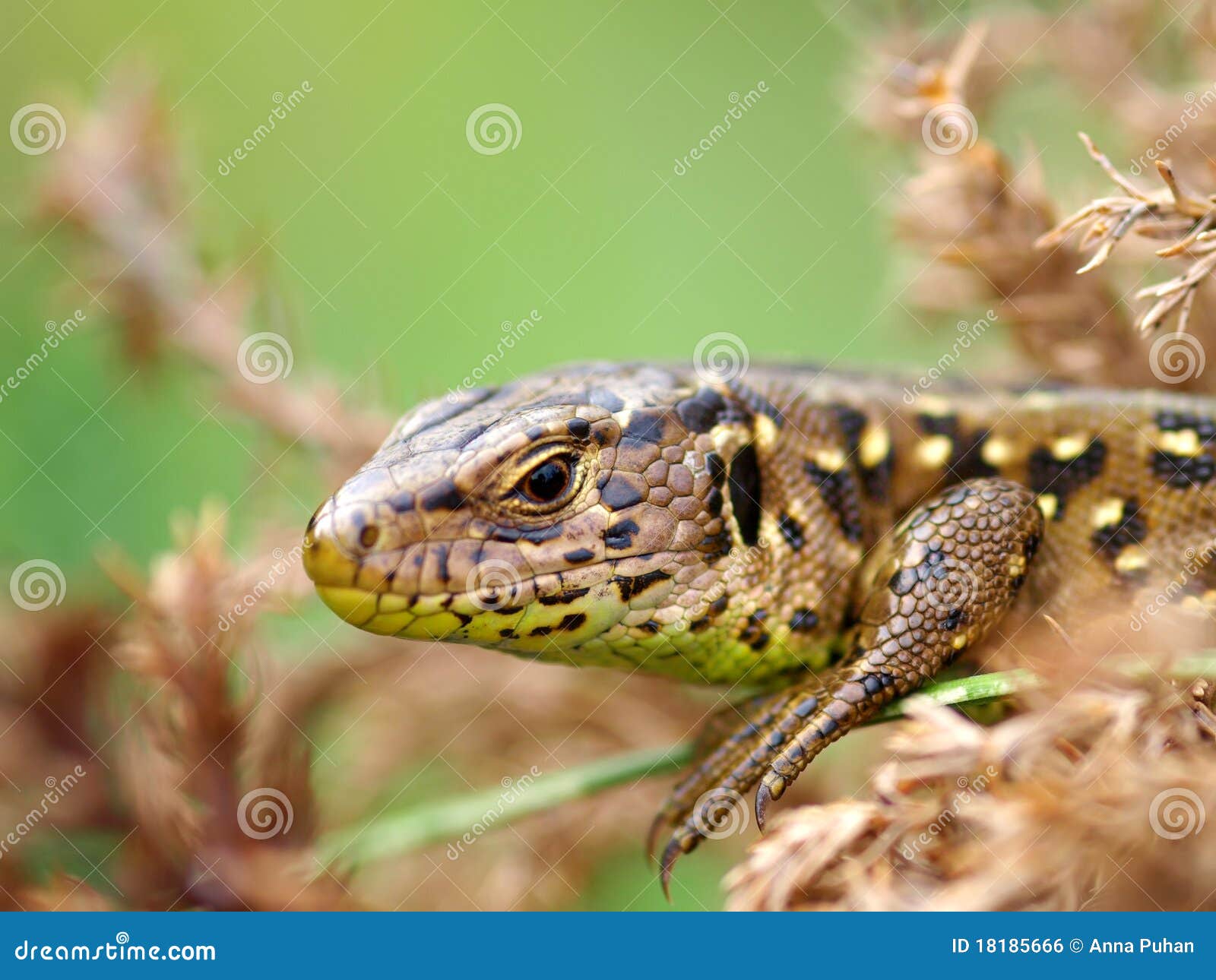 Sand Lizard Eats Earthworms Stock Photography | CartoonDealer.com #57108968