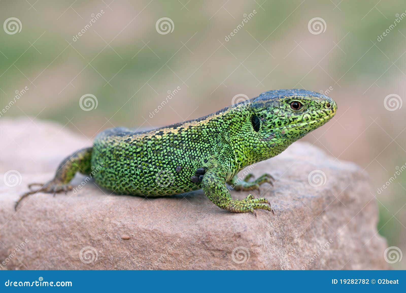 Sand lizard stock photo. Image of lizard, lacerta, desert - 19282782