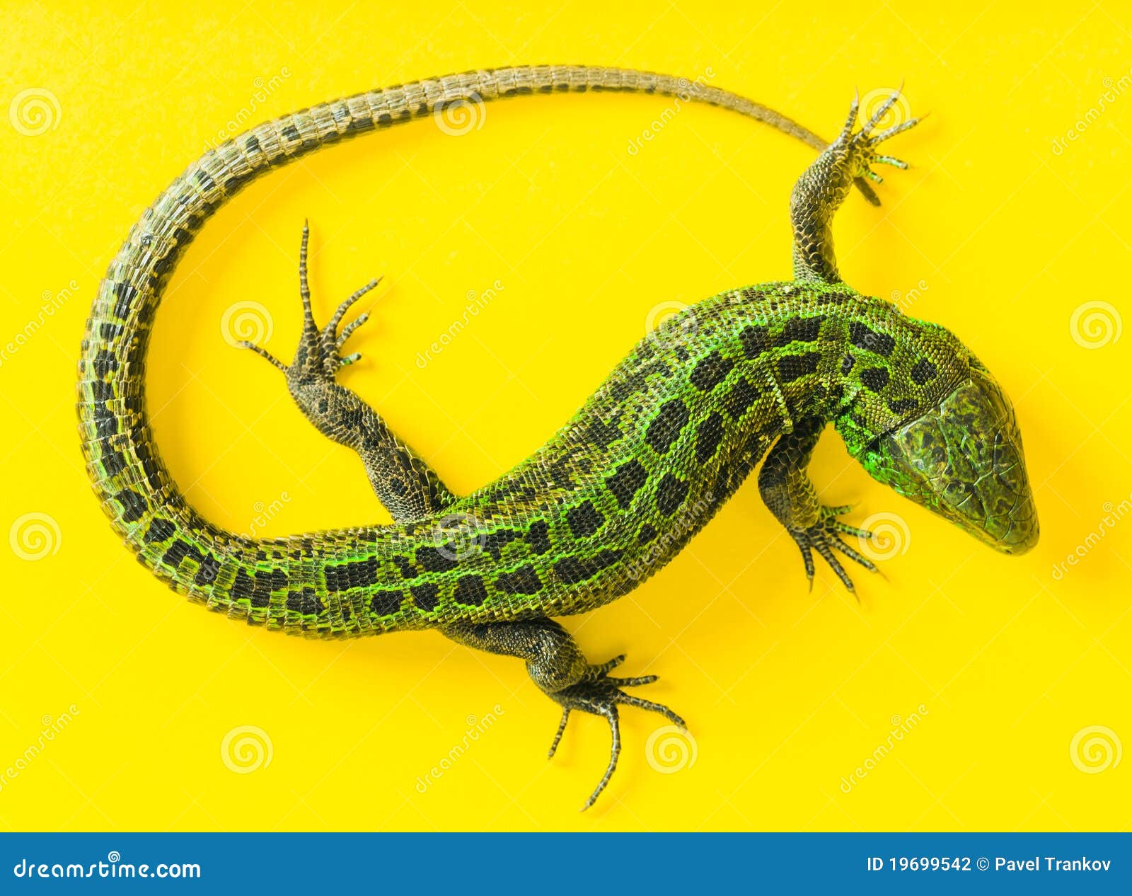 Sand Lizard Eats Earthworms Stock Photography | CartoonDealer.com #57108968