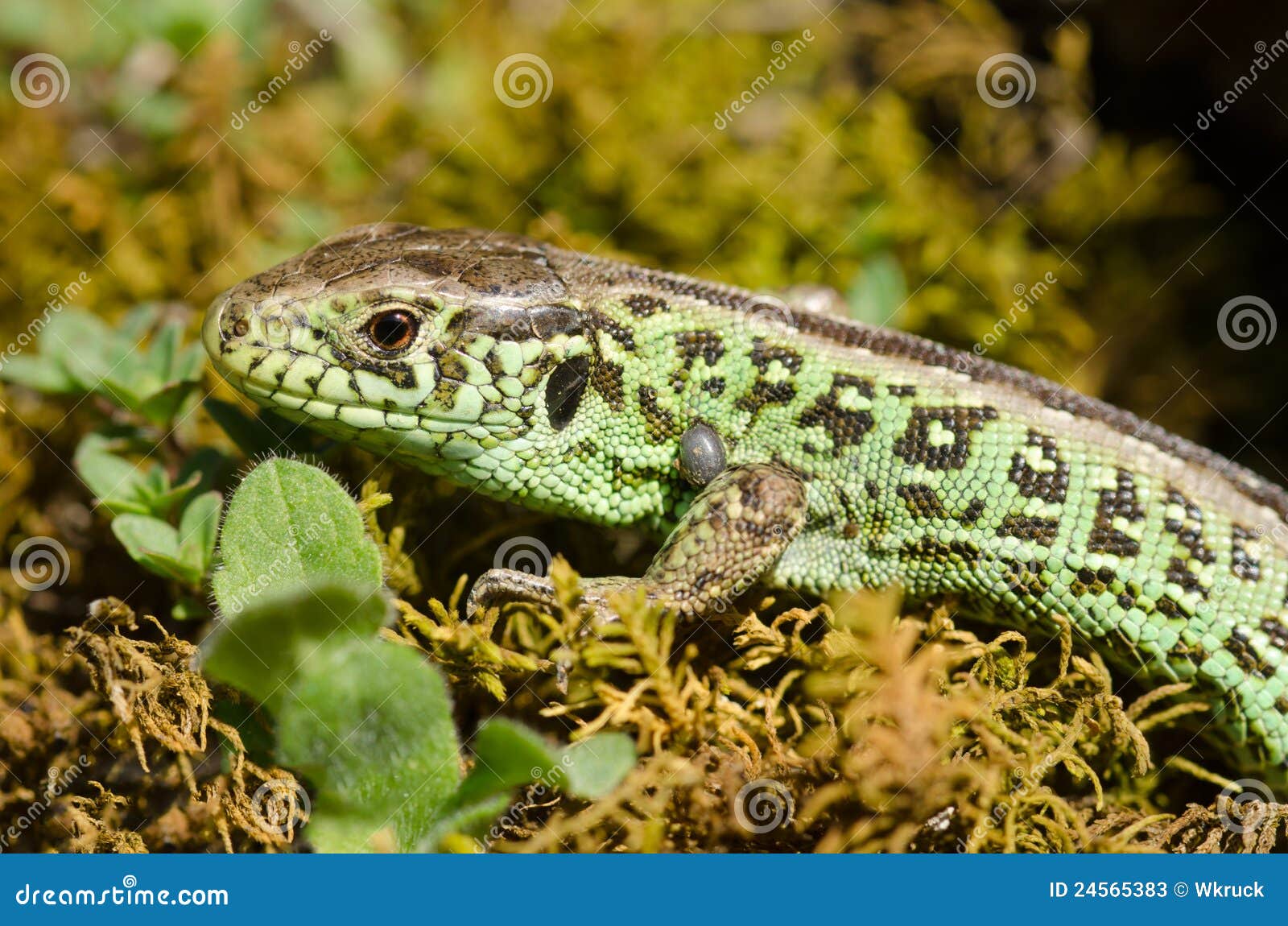 Sand lizard stock image. Image of wildlife, animal, reptilia - 24565383