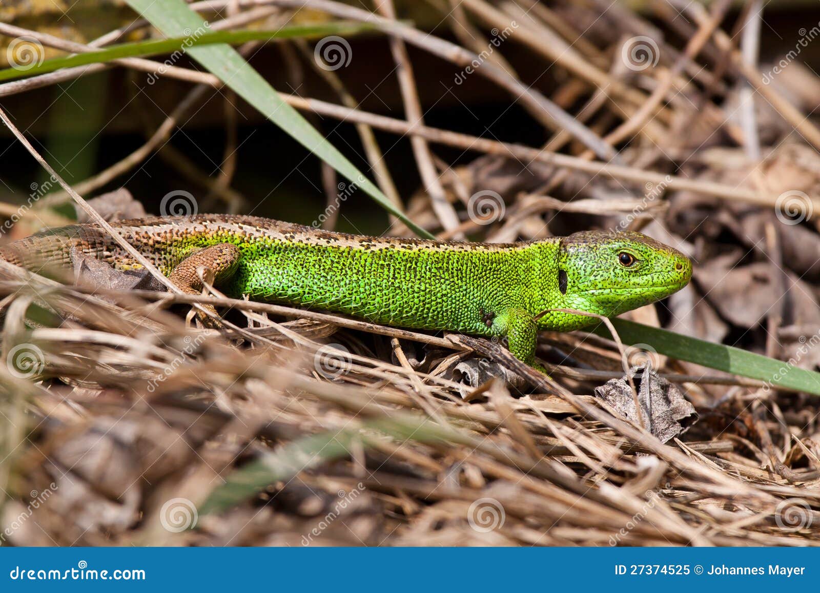 Sand Lizard Eats Earthworms Stock Photography | CartoonDealer.com #57108968