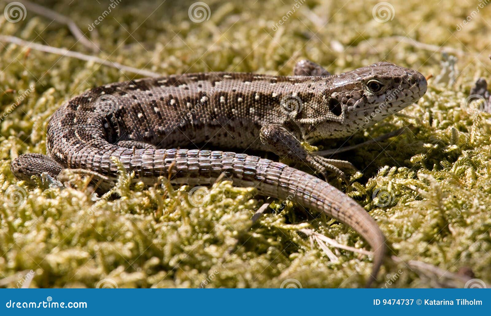 Sand lizard stock image. Image of moss, wild, rock, female - 9474737