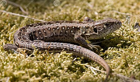 Sand lizard stock image. Image of moss, wild, rock, female - 9474737