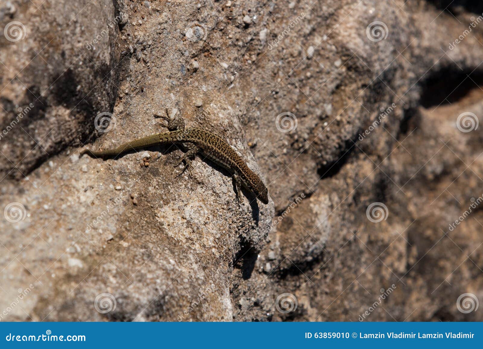 Regeneration Of The Lizard's Tail. An Ordinary Quick Green Lizard ...