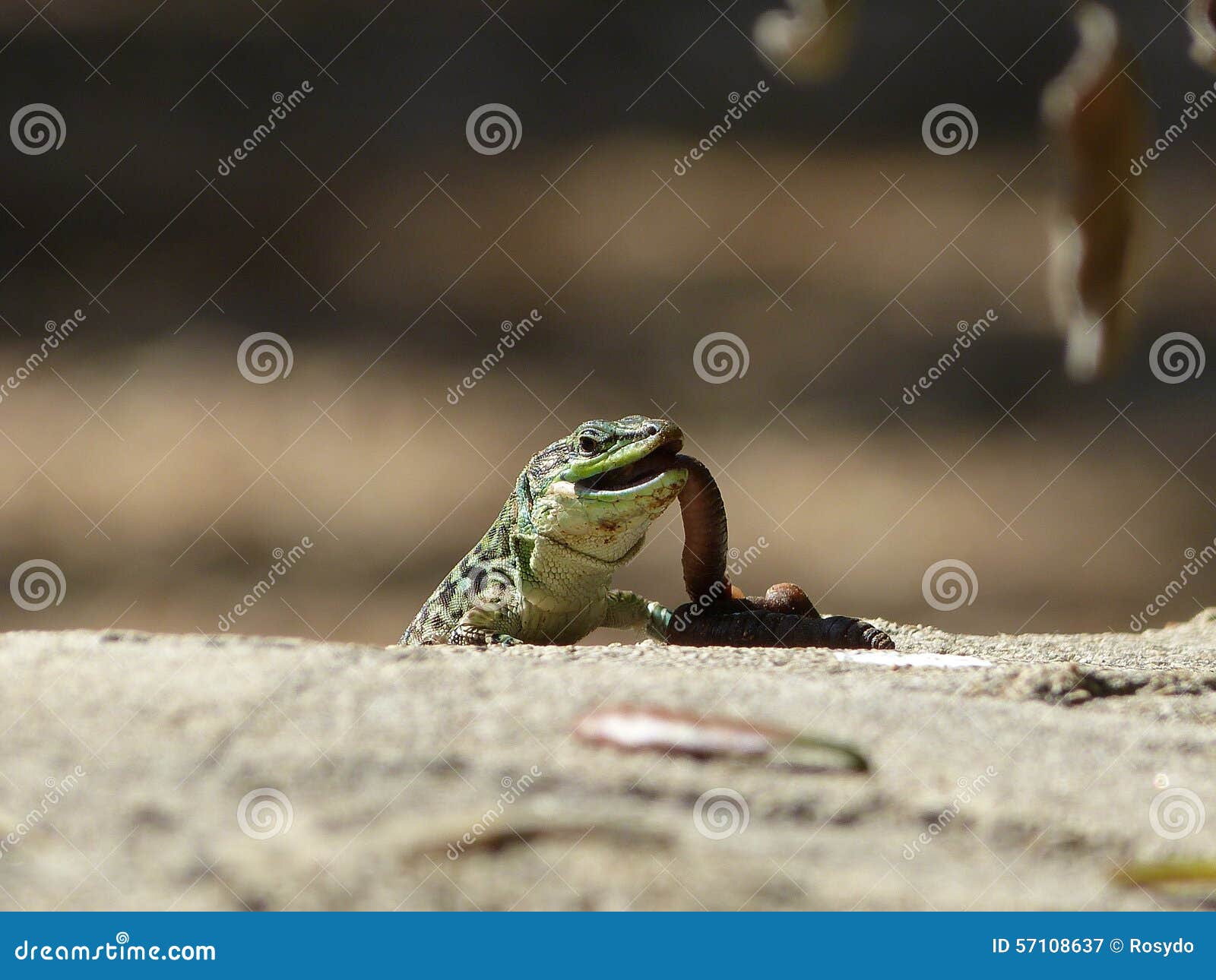 Sand Lizard Eats Earthworms Stock Image - Image of lacertidae, ground ...