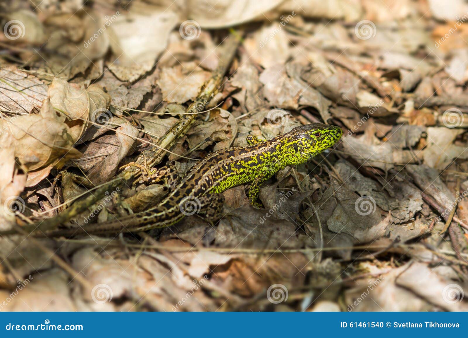 Sand Lizard stock photo. Image of lizard, sunlight, wild - 61461540